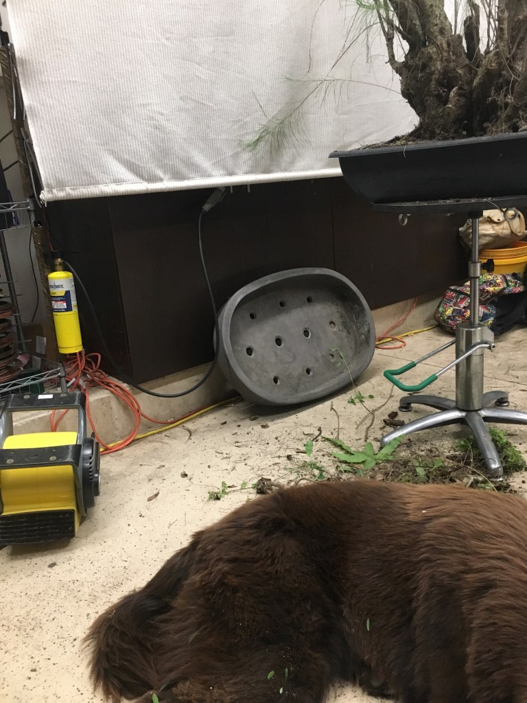 Taming a She-Oak – Adam's Art and Bonsai Blog