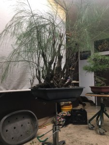 Taming a She-Oak – Adam's Art and Bonsai Blog