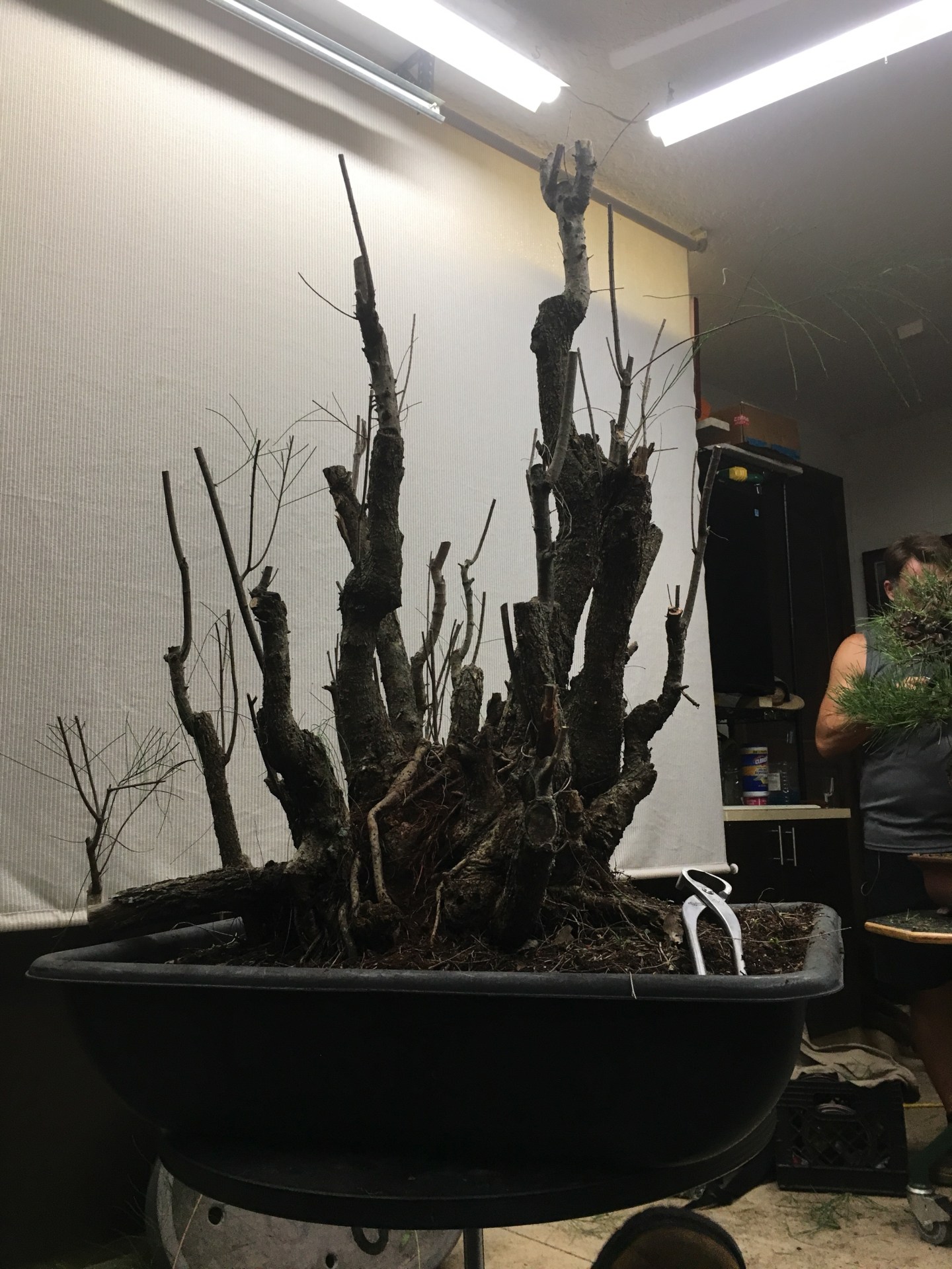 Taming a She-Oak – Adam's Art and Bonsai Blog