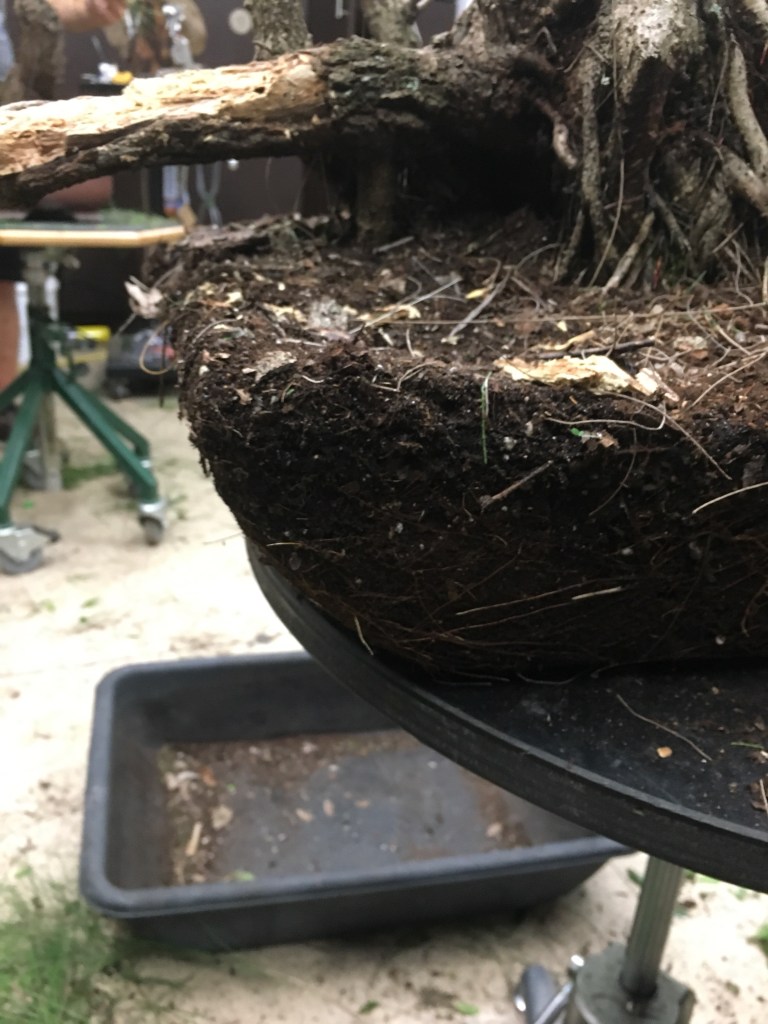 Taming a She-Oak – Adam's Art and Bonsai Blog