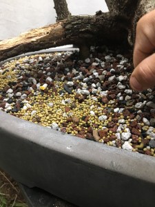 Taming a She-Oak – Adam's Art and Bonsai Blog