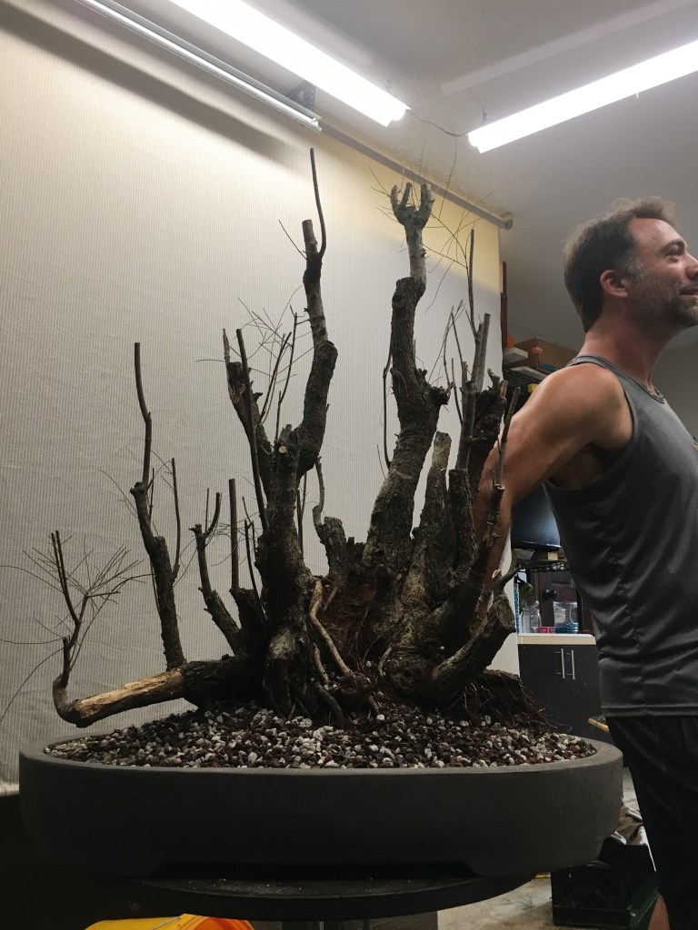 Taming a She-Oak – Adam's Art and Bonsai Blog