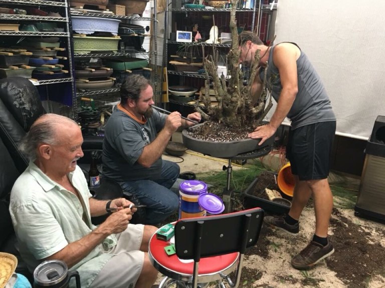 Taming a She-Oak – Adam's Art and Bonsai Blog