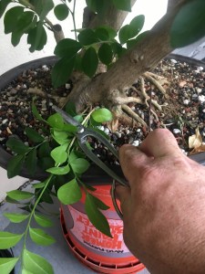 Murraya Carey…..um, murraya paniculata – Adam's Art and Bonsai Blog