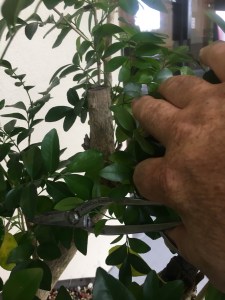 Murraya Carey…..um, murraya paniculata – Adam's Art and Bonsai Blog