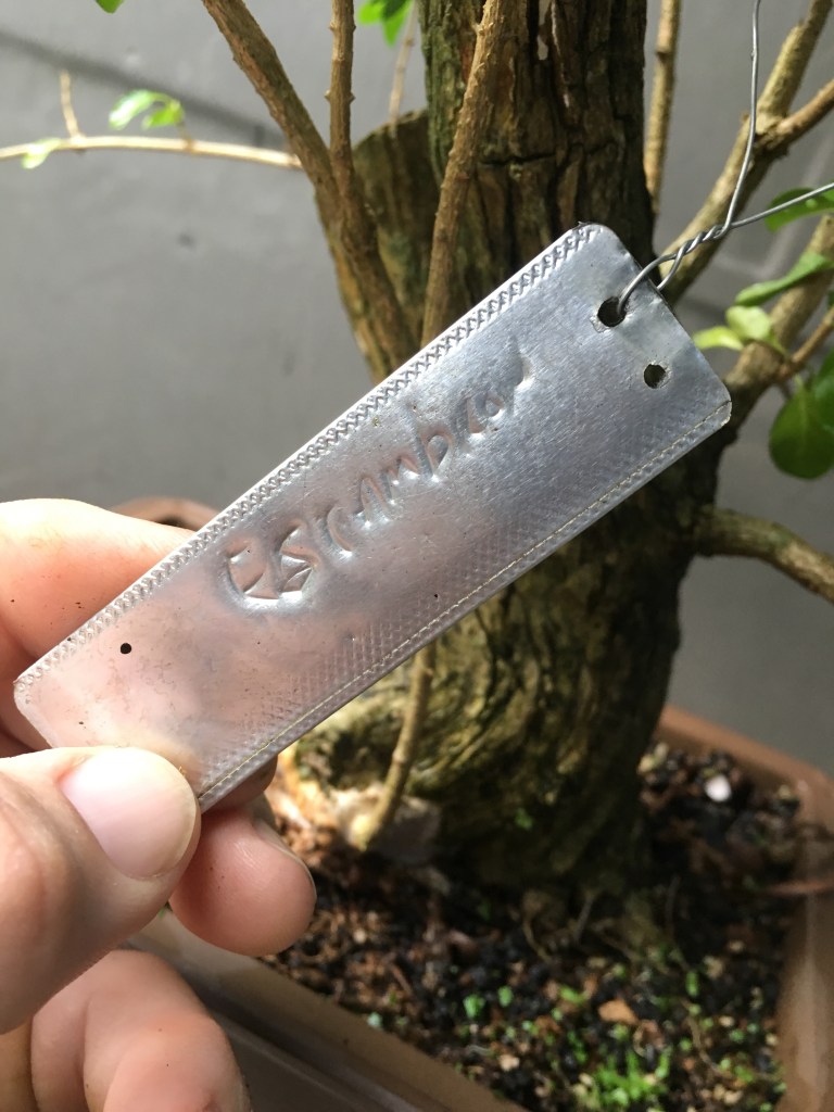 Did you just call me escambron again….that’s it, I’m gonna….wait, what ...