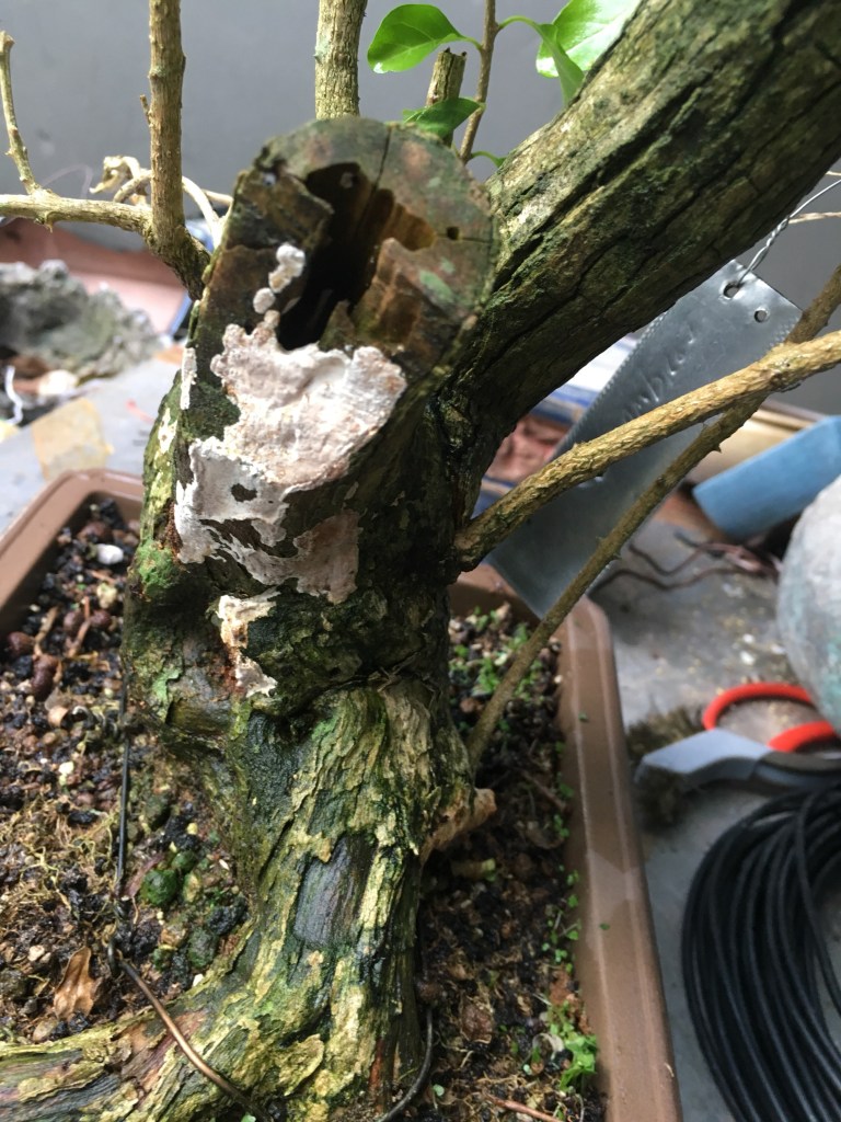 Did you just call me escambron again….that’s it, I’m gonna….wait, what ...