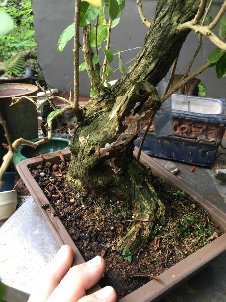 Did you just call me escambron again….that’s it, I’m gonna….wait, what ...