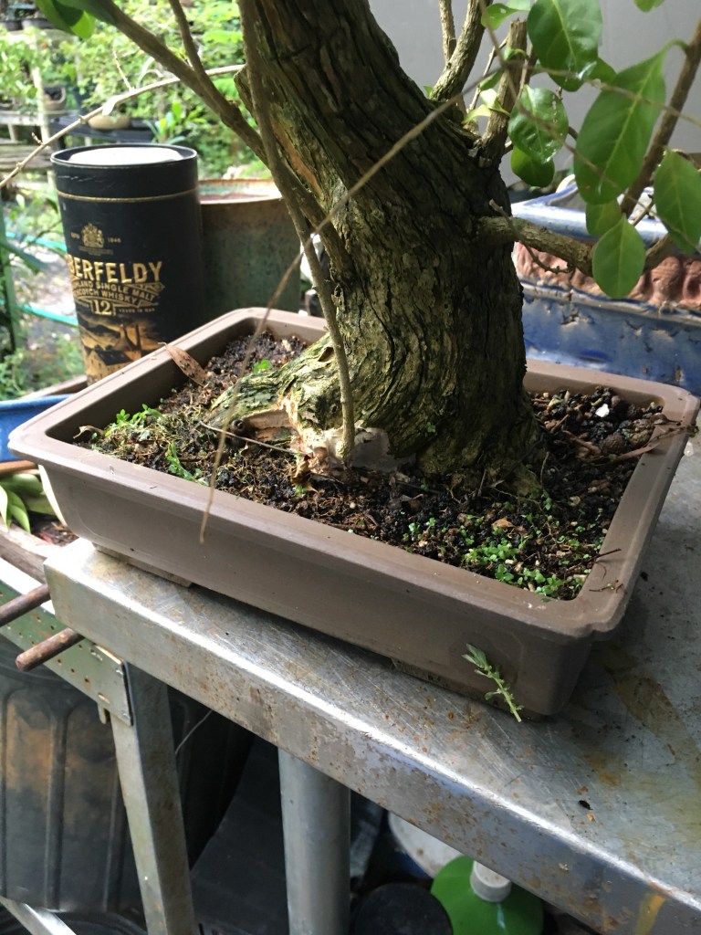 Did you just call me escambron again….that’s it, I’m gonna….wait, what ...