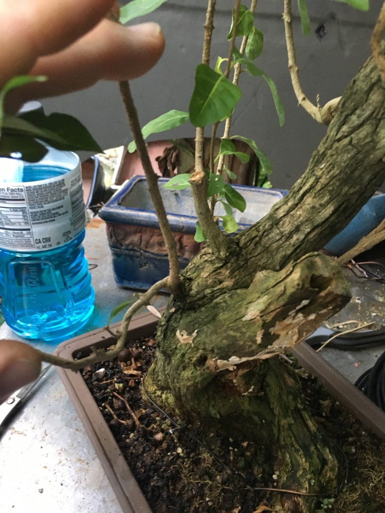 Did you just call me escambron again….that’s it, I’m gonna….wait, what ...