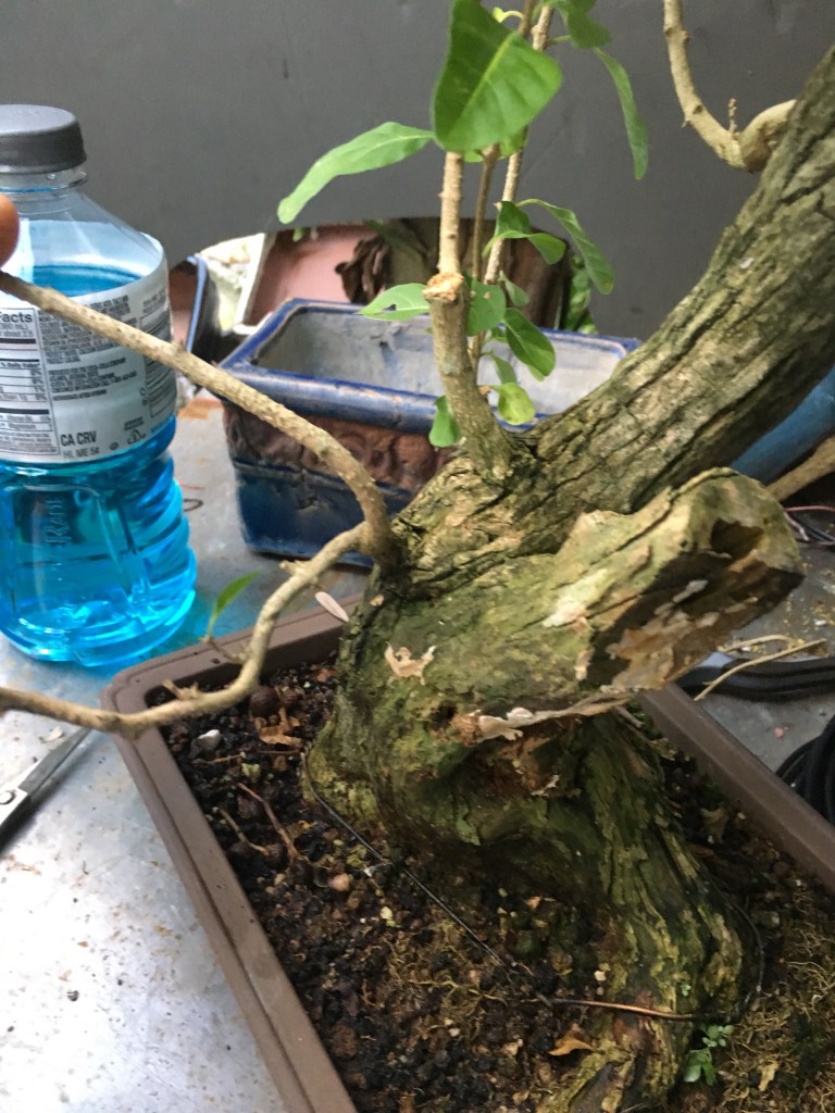 Did you just call me escambron again….that’s it, I’m gonna….wait, what ...