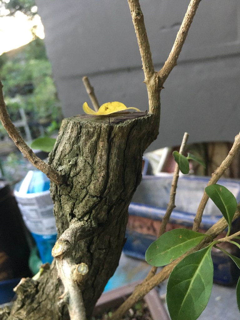 Did you just call me escambron again….that’s it, I’m gonna….wait, what ...