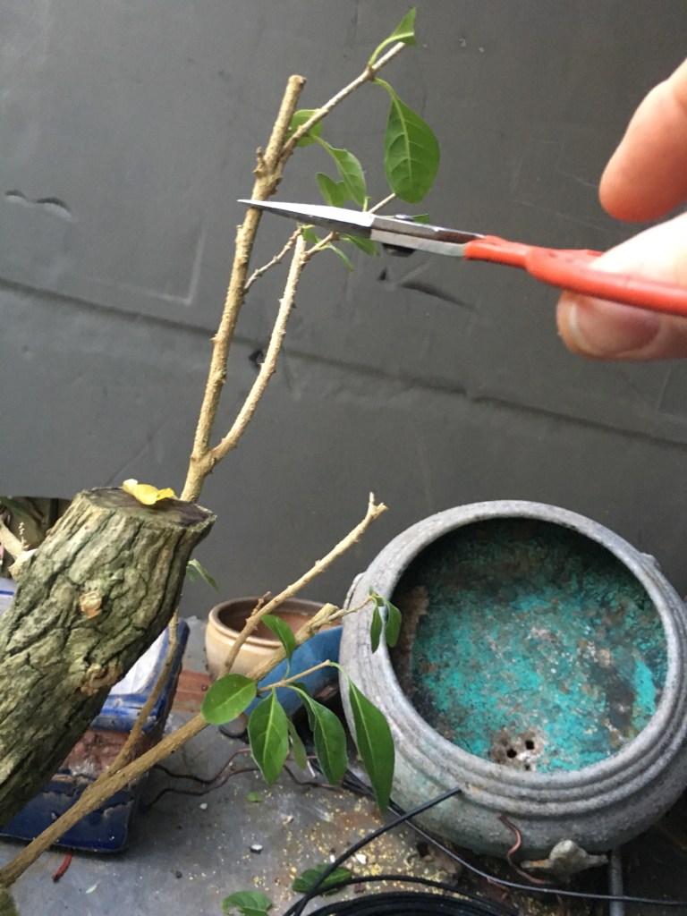 Did you just call me escambron again….that’s it, I’m gonna….wait, what ...