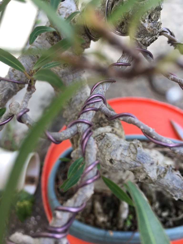 A bonsai, an ostomy, a life – Adam's Art and Bonsai Blog