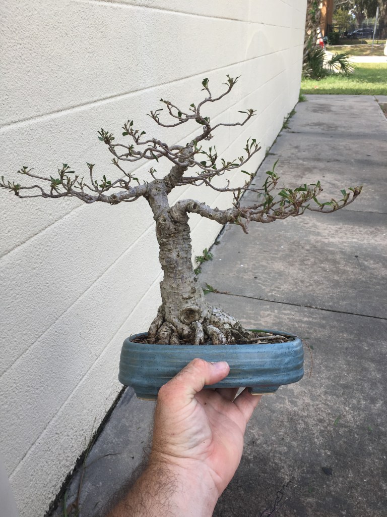 A bonsai, an ostomy, a life – Adam's Art and Bonsai Blog