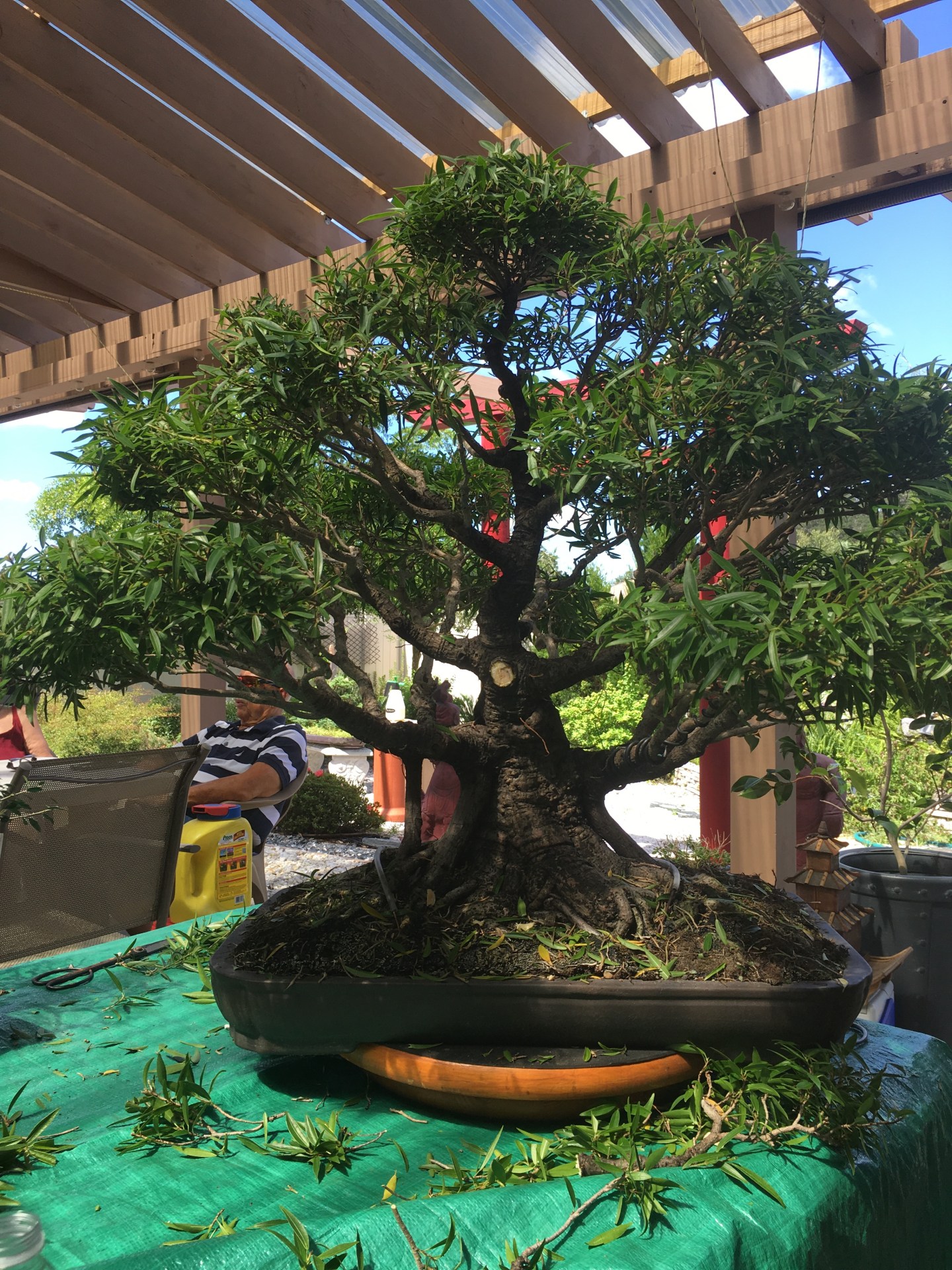 Building a bonsai is all about the process – Adam's Art and Bonsai Blog