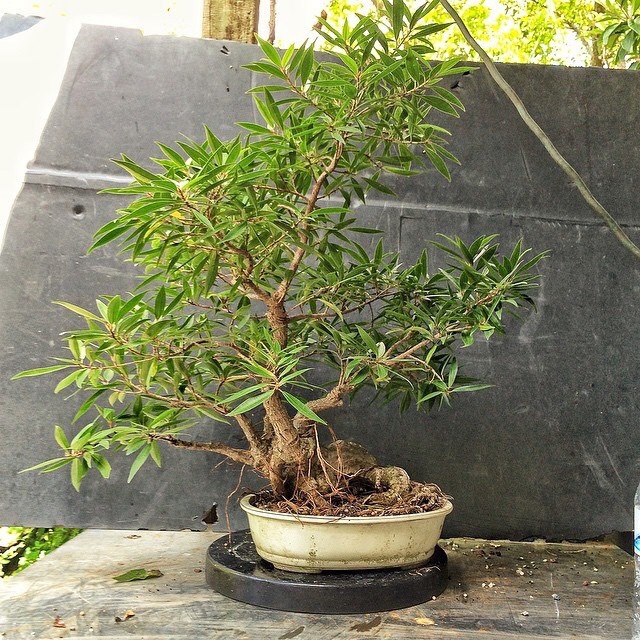 I’d rather be with an animal – Adam's Art and Bonsai Blog