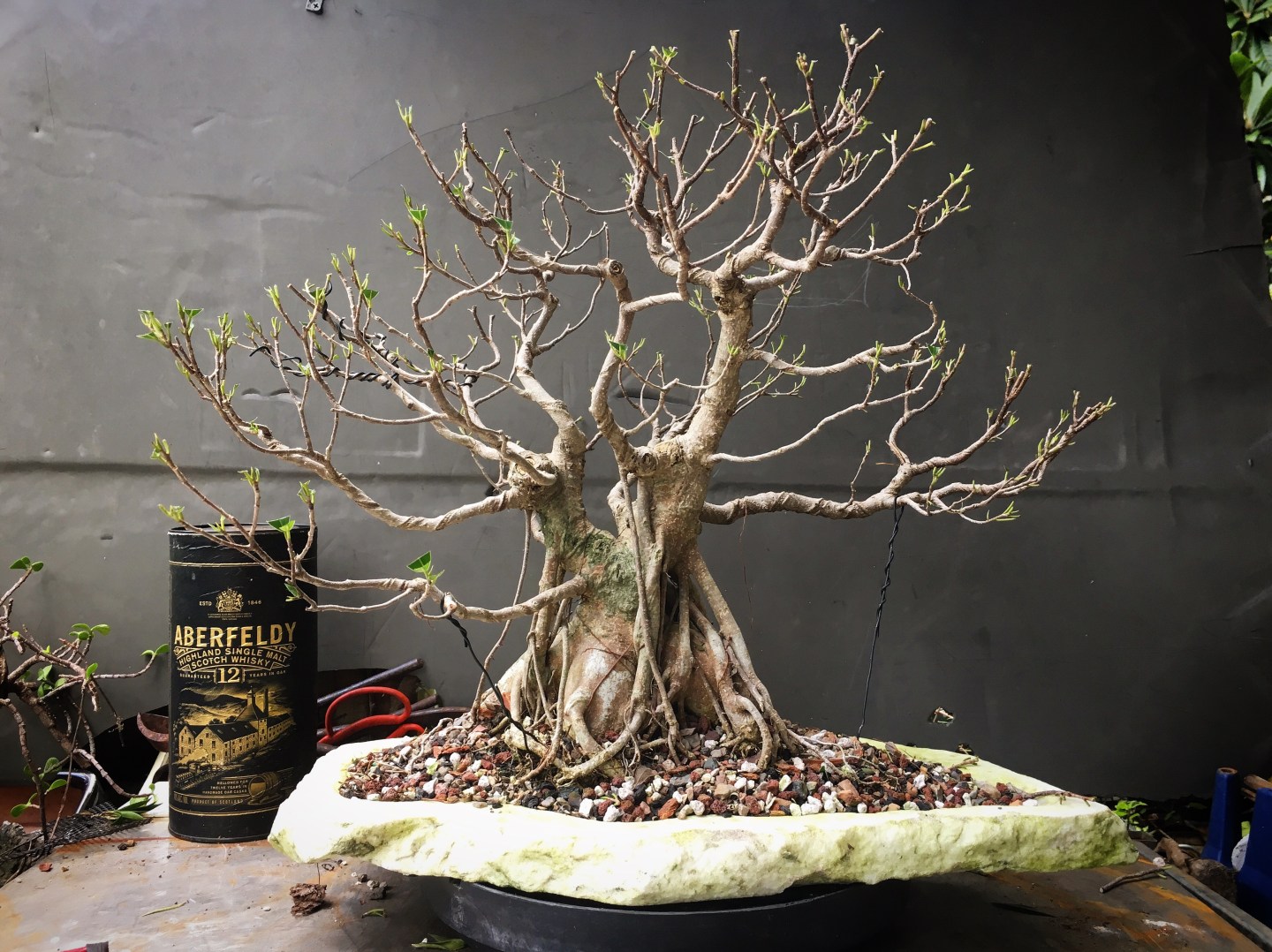 I hear you’re jealous of ficus in Florida….? – Adam's Art and Bonsai Blog