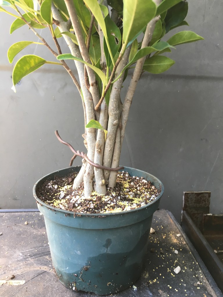 I hear you’re jealous of ficus in Florida….? – Adam's Art and Bonsai Blog