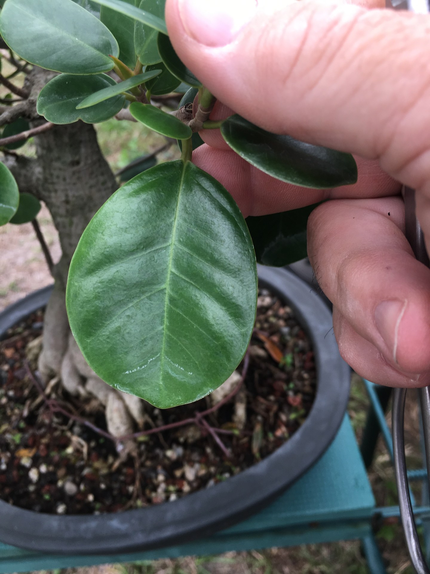 One branch at a time…. – Adam's Art and Bonsai Blog