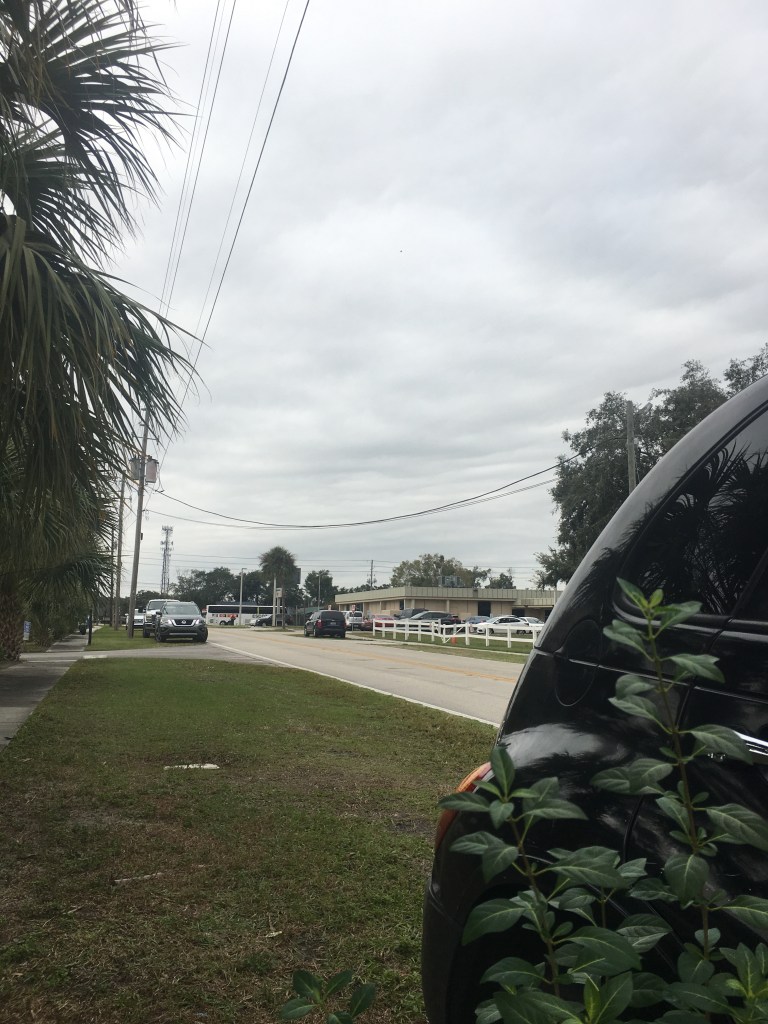 Some trees are show-ers, some trees are growers – Adam's Art and Bonsai ...