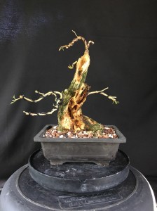Some trees are show-ers, some trees are growers – Adam's Art and Bonsai ...