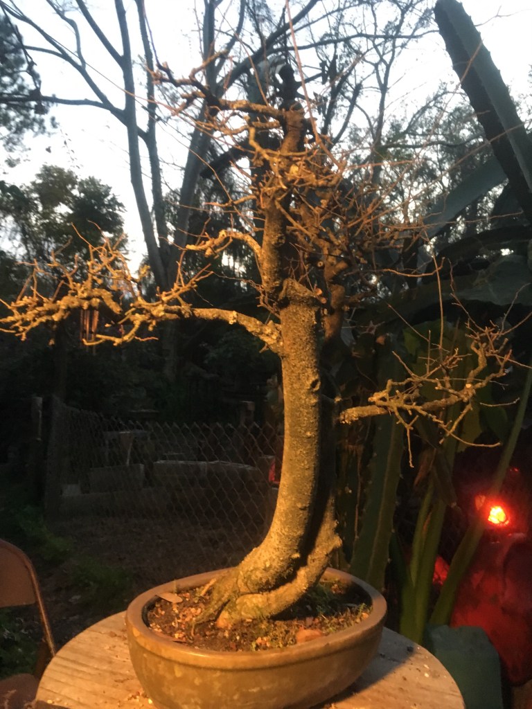 ‘Twixt the Twining Twisty Trysting Tree – Adam's Art and Bonsai Blog