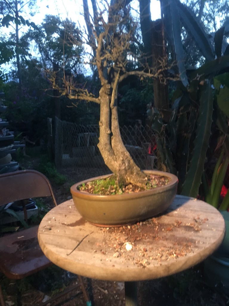 ‘Twixt the Twining Twisty Trysting Tree – Adam's Art and Bonsai Blog
