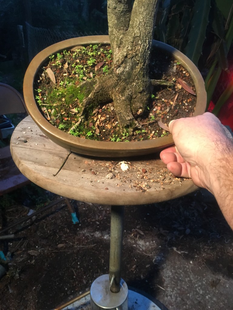 ‘Twixt the Twining Twisty Trysting Tree – Adam's Art and Bonsai Blog