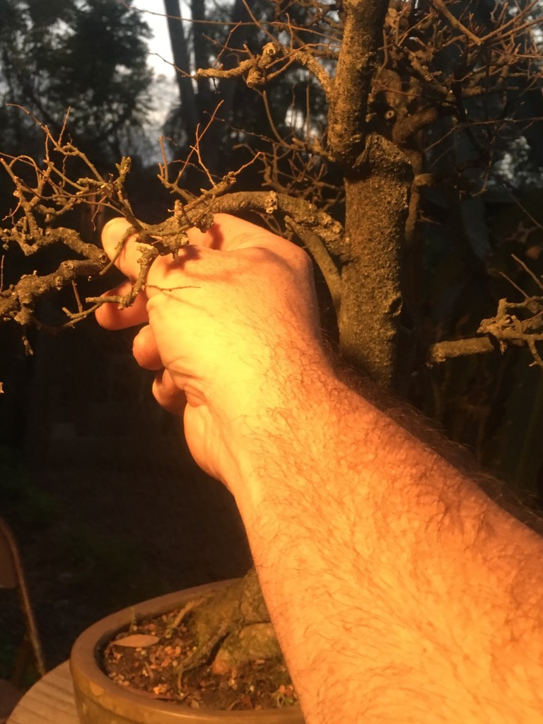 ‘Twixt the Twining Twisty Trysting Tree – Adam's Art and Bonsai Blog