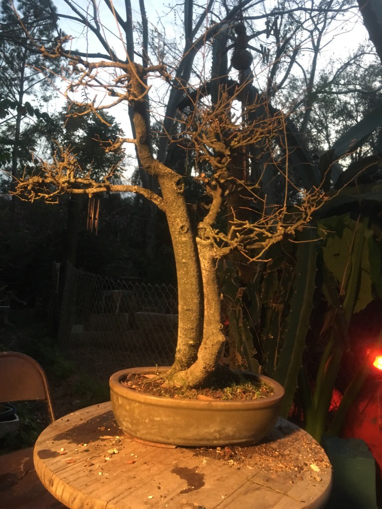 ‘Twixt the Twining Twisty Trysting Tree – Adam's Art and Bonsai Blog