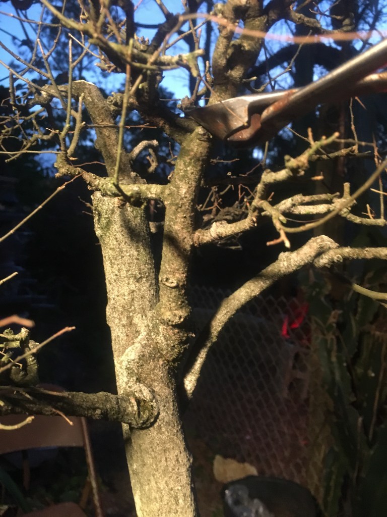 ‘Twixt the Twining Twisty Trysting Tree – Adam's Art and Bonsai Blog