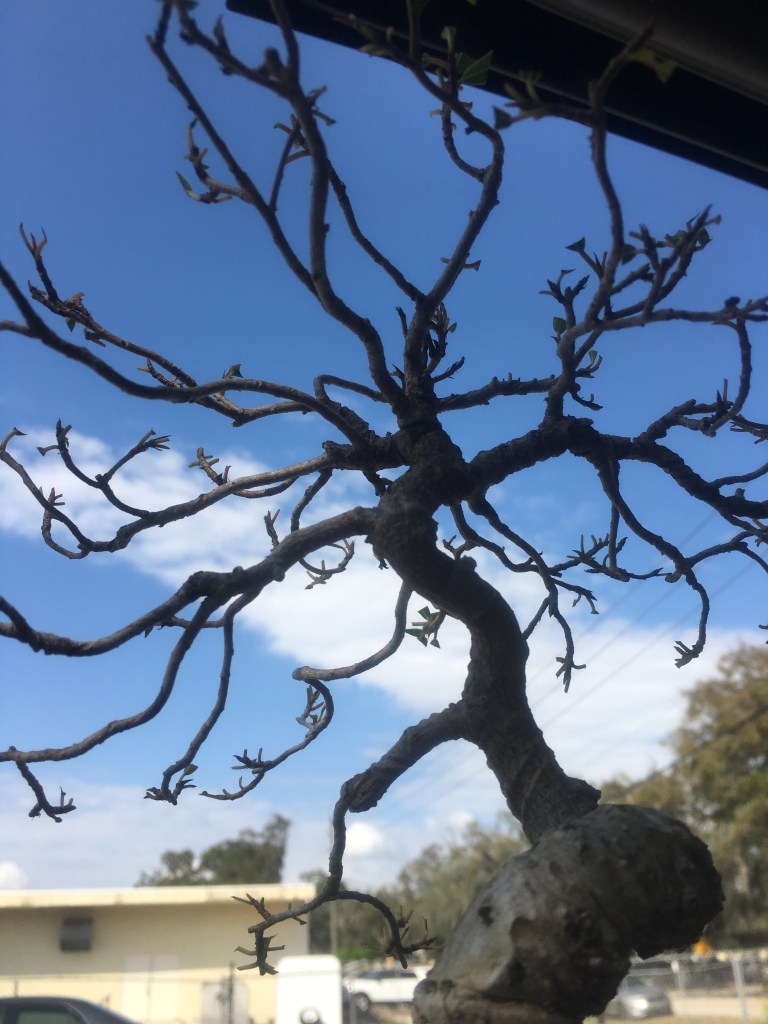 Screaming trees – Adam's Art and Bonsai Blog