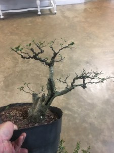 A little bit of ilex in your life – Adam's Art and Bonsai Blog
