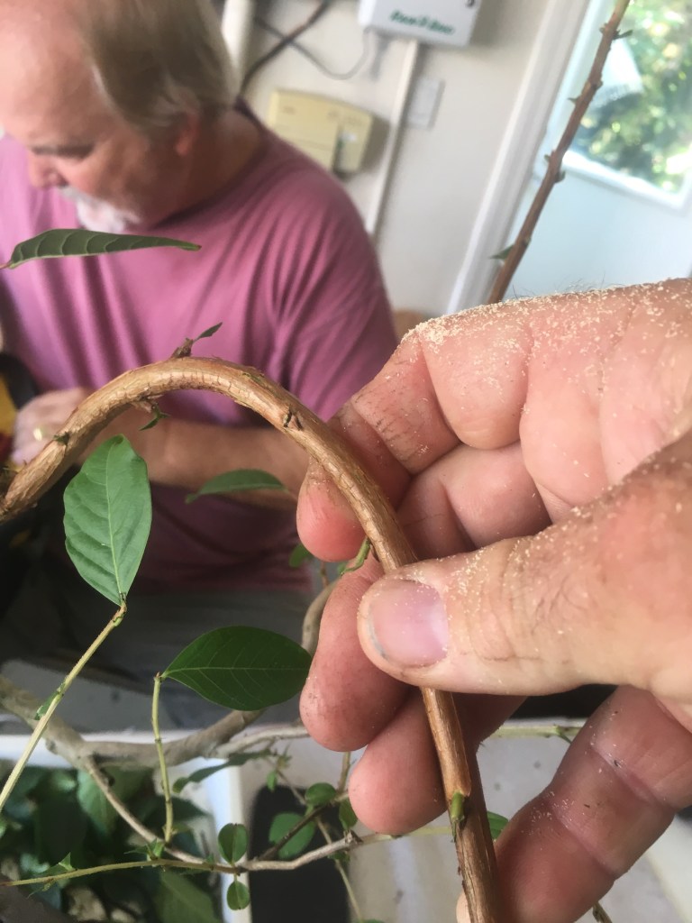 Graft and Go – Adam's Art and Bonsai Blog