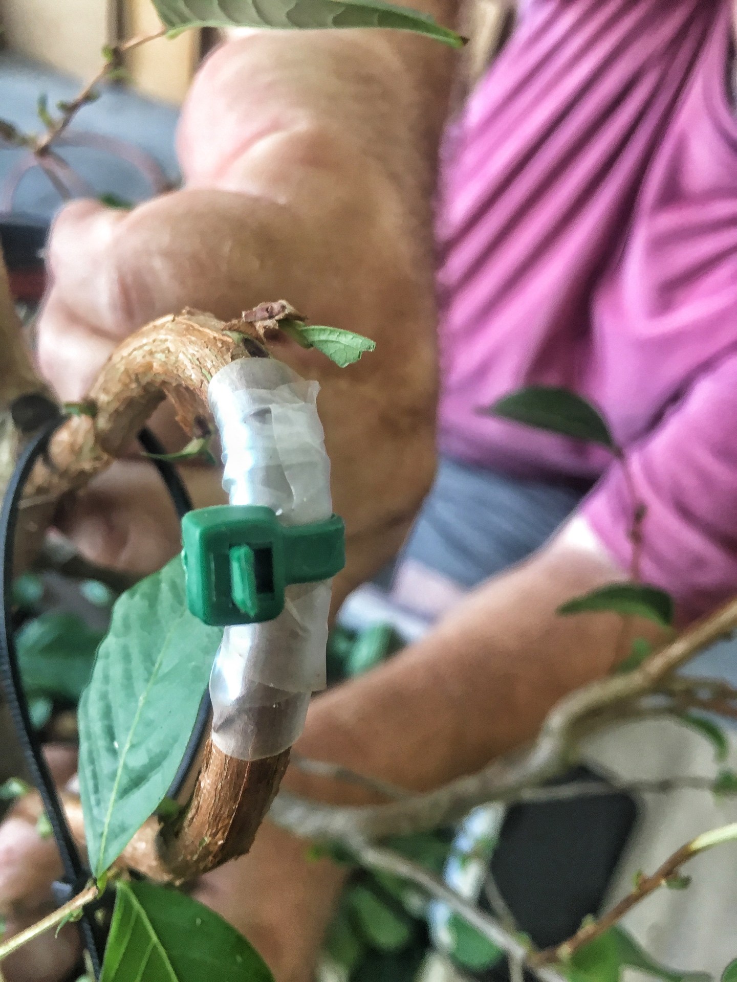 Graft and Go – Adam's Art and Bonsai Blog