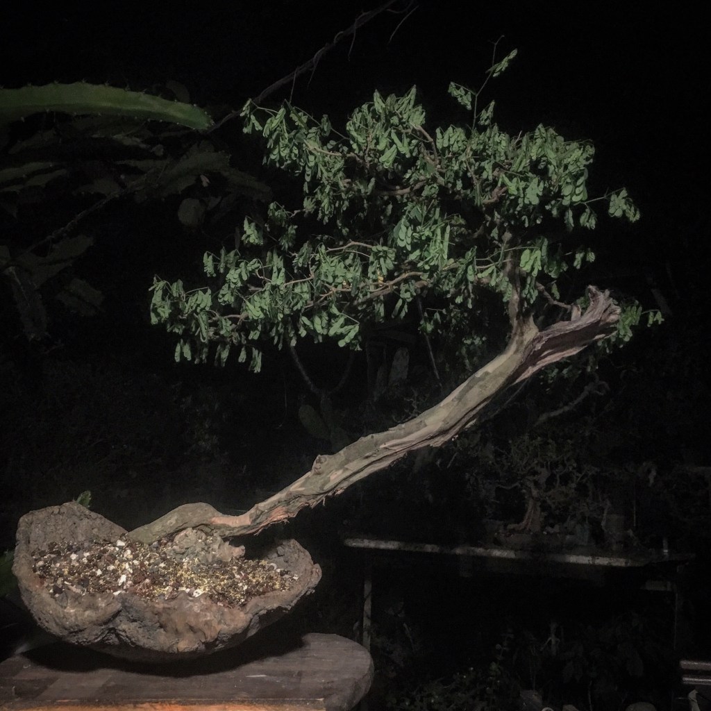 Repot for a Brazilian Raintree – Adam's Art and Bonsai Blog