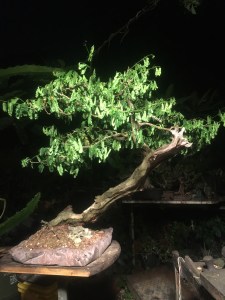 Repot for a Brazilian Raintree – Adam's Art and Bonsai Blog