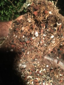 Repot for a Brazilian Raintree – Adam's Art and Bonsai Blog