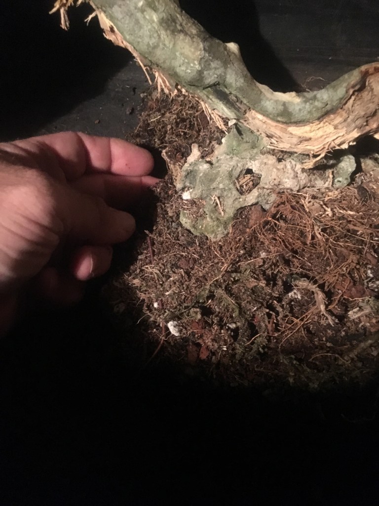 Repot for a Brazilian Raintree – Adam's Art and Bonsai Blog