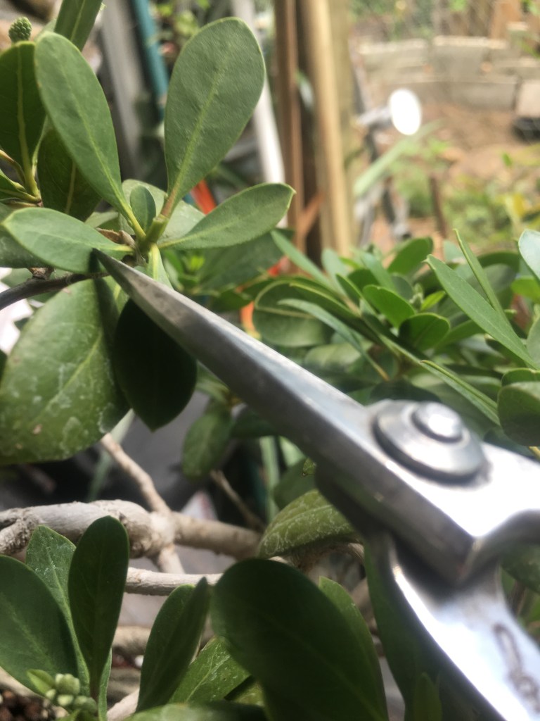 Who doesn’t have a Buttonwood in Florida? – Adam's Art and Bonsai Blog