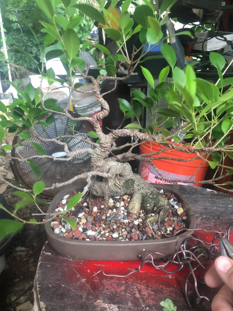 Quickblog: tigerbark update – Adam's Art and Bonsai Blog