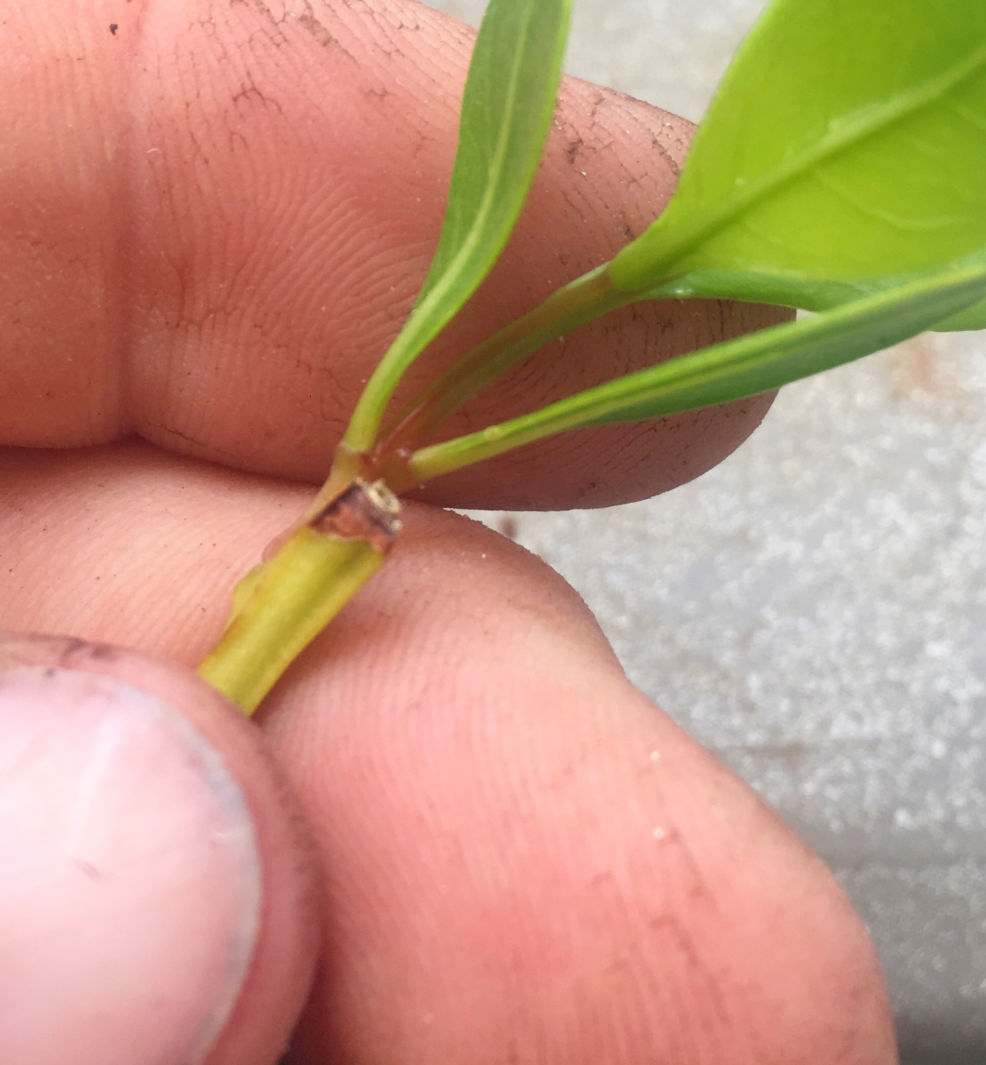 Grafting experiment on a buttonwood – Adam's Art and Bonsai Blog