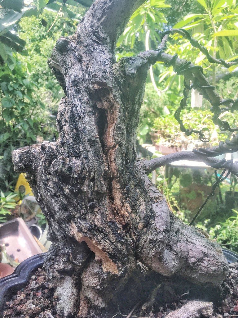 Post Number 500: Carving out my niche in the Bonsai World – Adam's Art ...