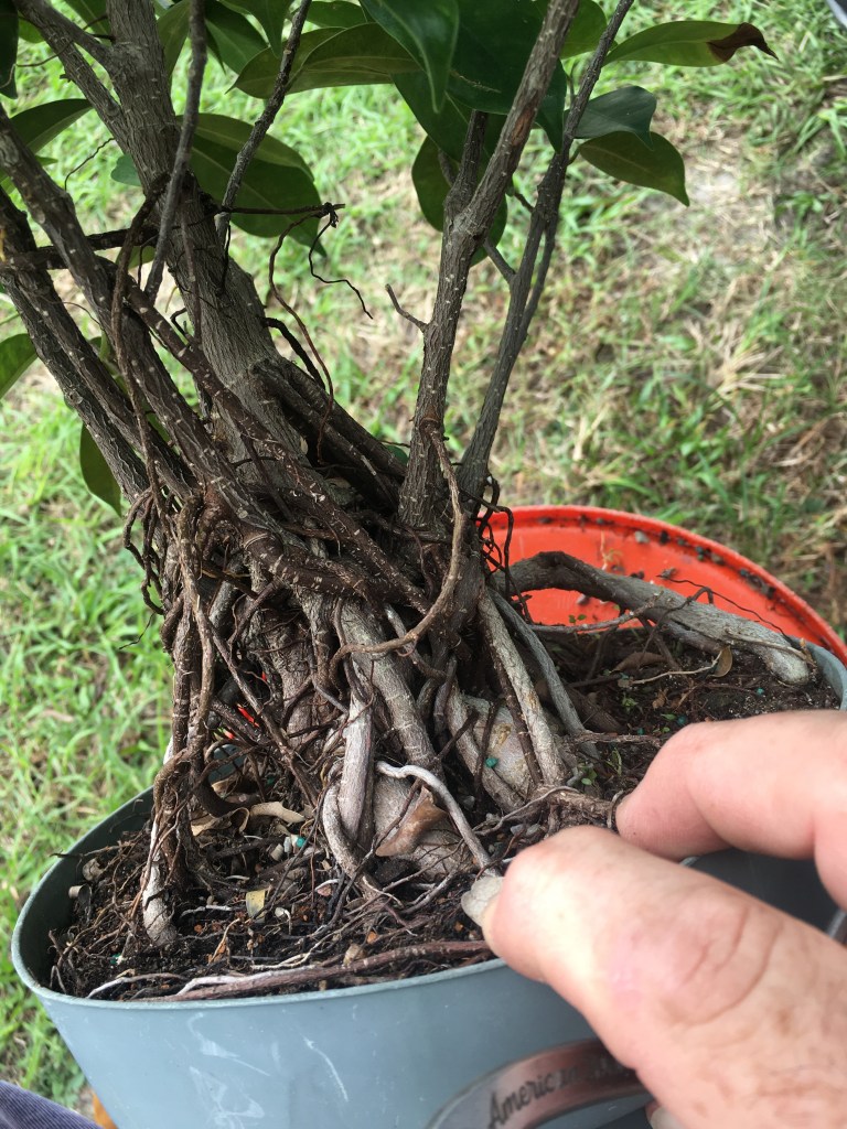 Gnarly root monster – Adam's Art and Bonsai Blog