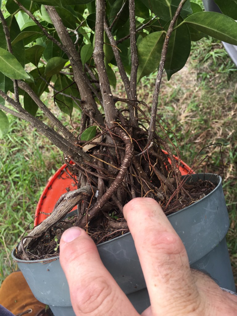 Gnarly root monster – Adam's Art and Bonsai Blog