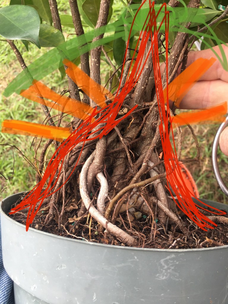 Gnarly root monster – Adam's Art and Bonsai Blog