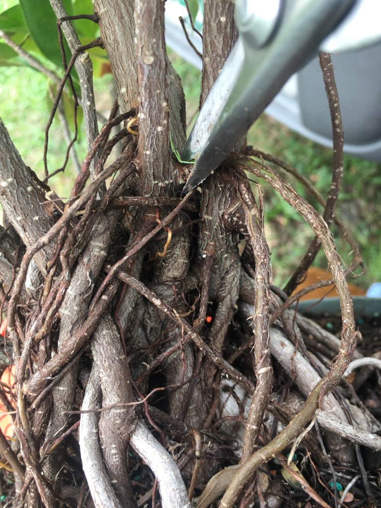 Gnarly root monster – Adam's Art and Bonsai Blog