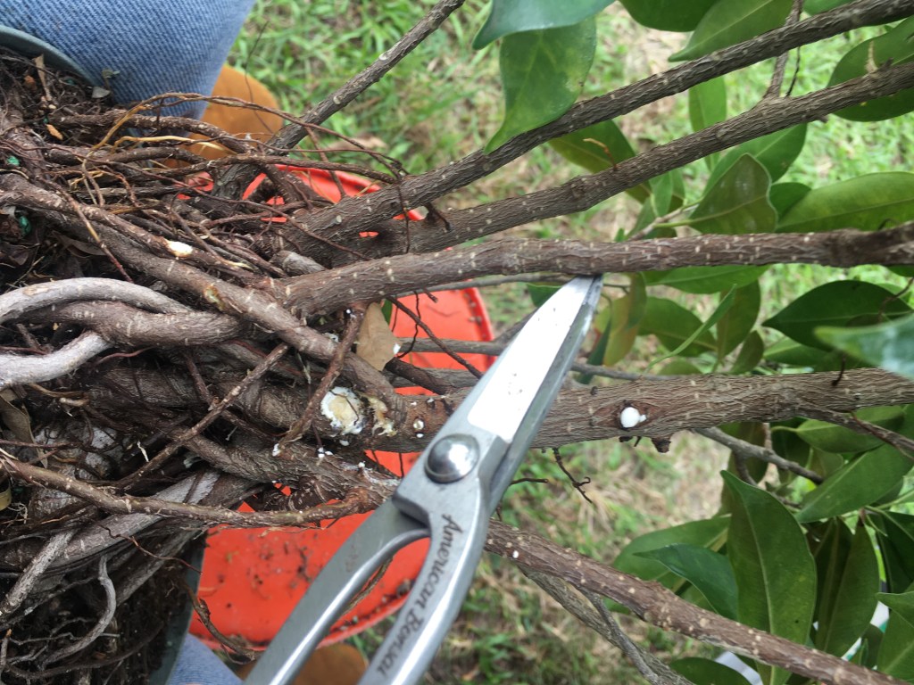 Gnarly root monster – Adam's Art and Bonsai Blog