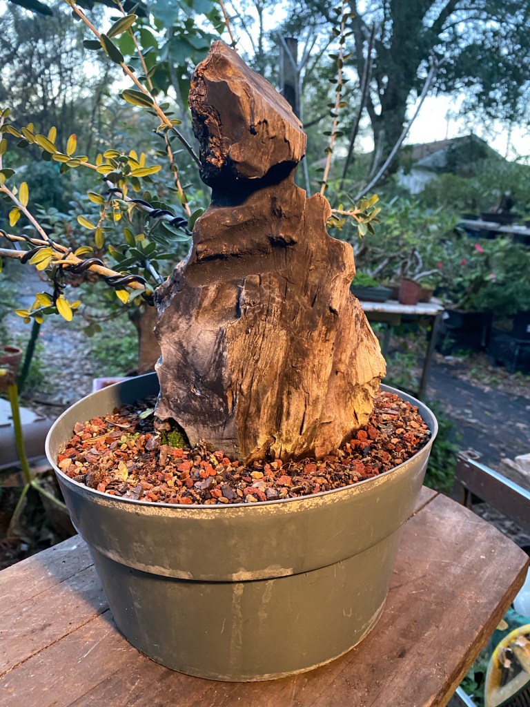 A funky chunky block of wood – Adam's Art and Bonsai Blog
